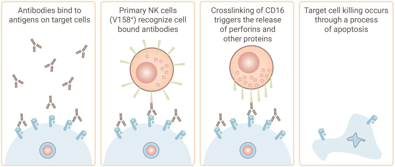 Blood Cell-Based Assay Services | Discovery Life Sciences