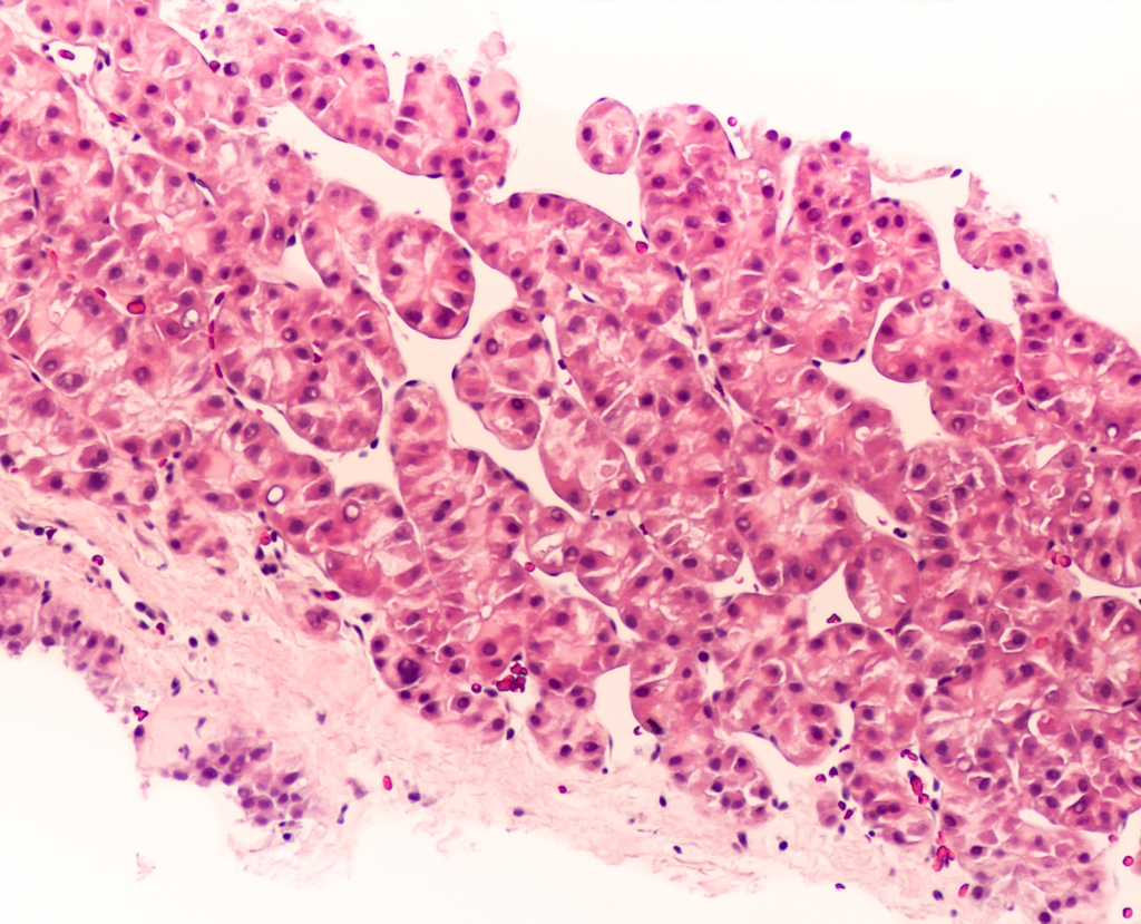 Gentest® Human Liver Microsomes | Discovery Life Sciences