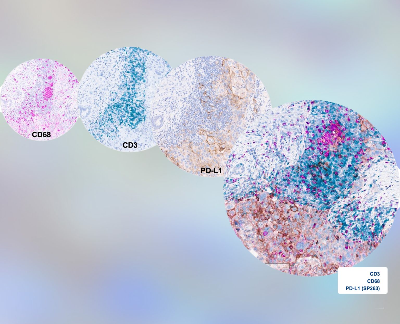 Immunohistochemistry (IHC) Services | Discovery Life Sciences