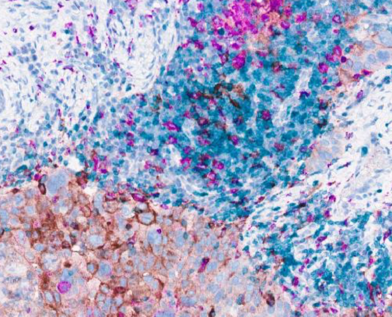 Molecular Pathology | Discovery Life Sciences