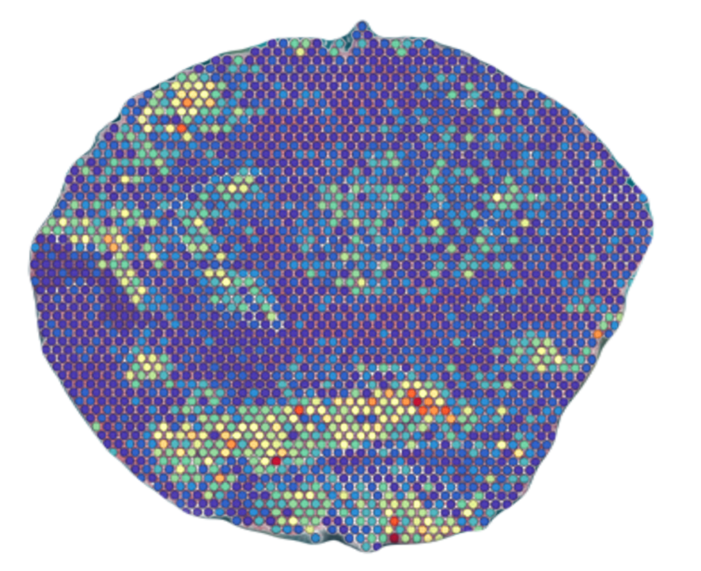 Single Cell and Spatial Sequencing Services | Discovery Life Sciences
