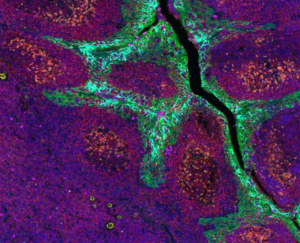 Lunaphore COMET HyperPlex IF Services | Discovery Life Sciences