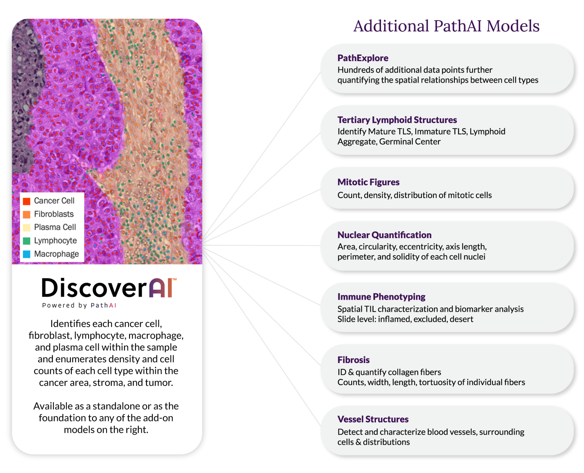AI Pathology Solutions | Discovery Life Sciences